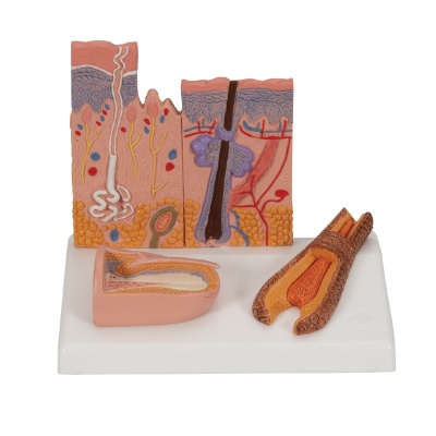 3B Scientific Skin Anatomy Chart | Health and Care